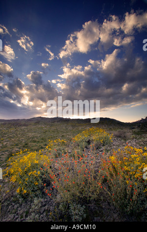 Christmas Tree Pass Road Lake Mead Recreation Area near Laughlin Nevada ...