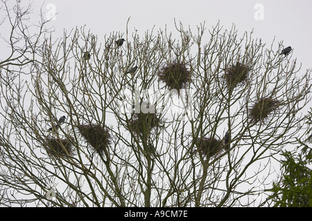 A Rookery with nests and rooks in winter trees Stock Photo - Alamy