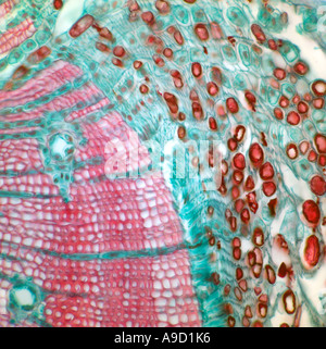 Lime stem section photomicrograph showing structure Stock Photo - Alamy