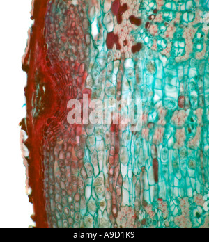 Lime stem section photomicrograph showing structure Stock Photo - Alamy