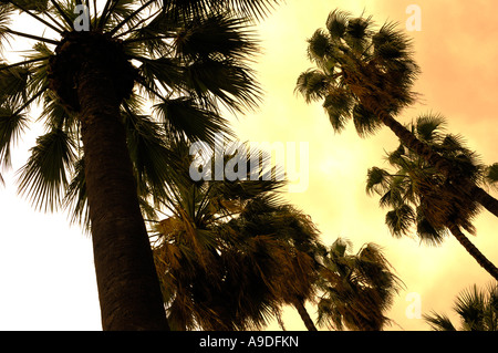 Palm trees over sky background Stock Photo - Alamy