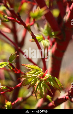 Acer palmatum branch and trunk close up Stock Photo - Alamy