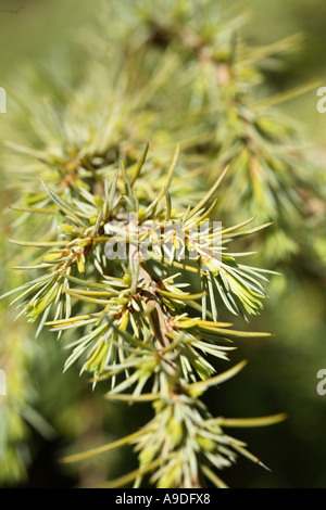 Deodar Cedar, Tree, Cedrus deodara "Aurea Stock Photo - Alamy