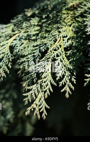 Closeup Blue Lawson Cypress or Chamaecyparis lawsoniana Isolated on ...
