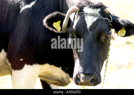A white cow with horns and ear tags stands in a field next to a ...