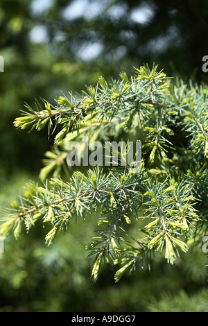 CEDRUS DEODARA BUSH'S ELECTRA Stock Photo - Alamy