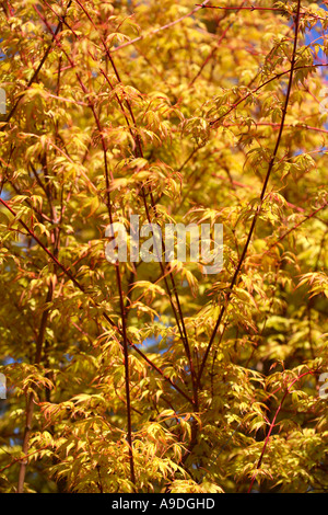 Autumn. Bright yellow maple leaves with sunlight Stock Photo - Alamy