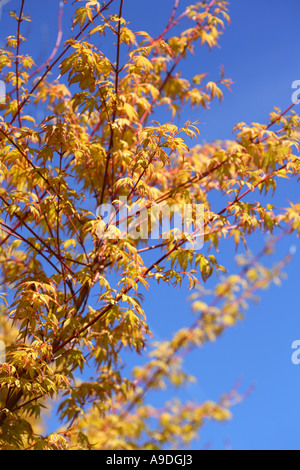 Japanese Maple Acer palmatum Ueno Yama Stock Photo - Alamy