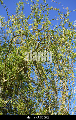 Hankow Willow Golden Curls Salix Matsudana Stock Photo - Alamy