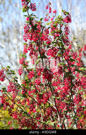 The red currant shrub tree in the lawn it has lots of red berries ...
