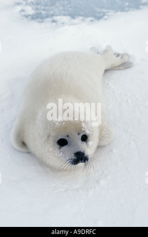 Week-old harp seal (Phoca groenlandica) pup, Magdalen islands, Quebec, Canada Stock Photo - Alamy