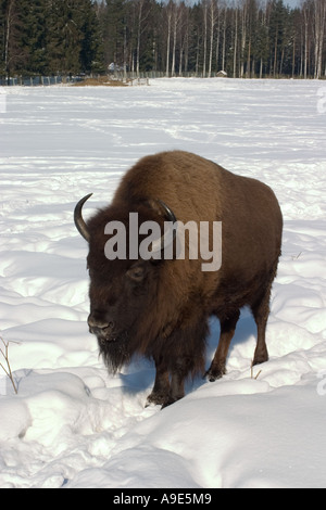 Male European bison (Bison bonasus) just before crossing a road in ...