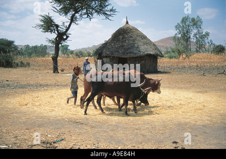 Cattle threshing the grain Mekele Ethiopia Stock Photo - Alamy
