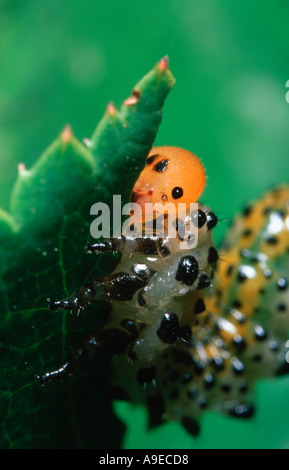 Arge rosae Hymenoptera Tenthredinidae larva the European rose sawfly ...