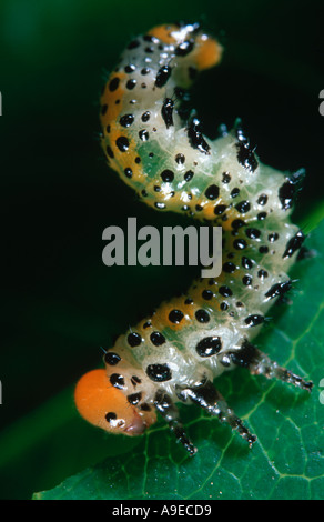 Arge rosae Hymenoptera Tenthredinidae larva the European rose sawfly ...