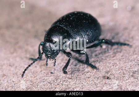 Black coleopteran beetle on ground Spain Stock Photo - Alamy