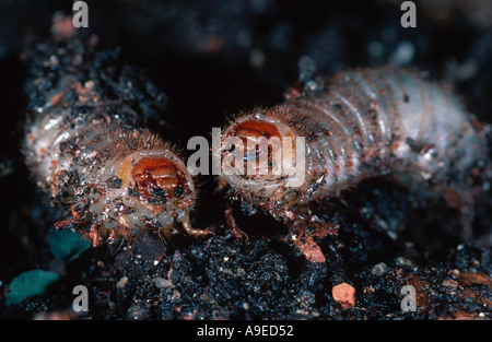 Underground larvae of Melolontha melolontha the European common ...