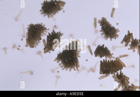 Hatching mosquito (Culex pipiens) egg raft floating on water. The Stock ...