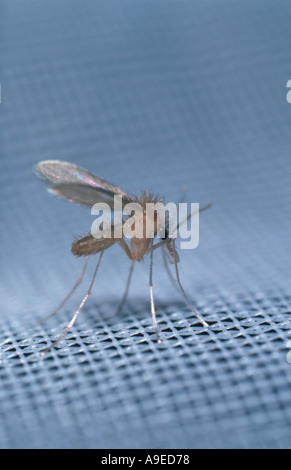 Phlebotomus perniciosus female Mediterranean sandfly vector of canine ...