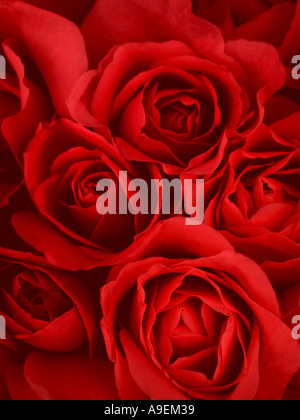 COMMON NAME Roses LATIN NAME Rosa Stock Photo - Alamy