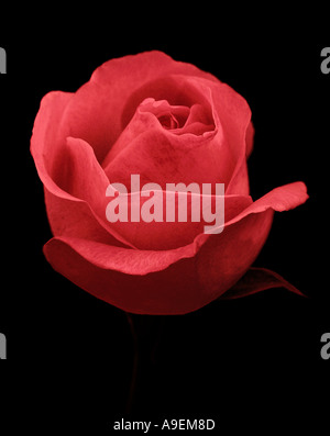 COMMON NAME Rose LATIN NAME Rosa Stock Photo - Alamy
