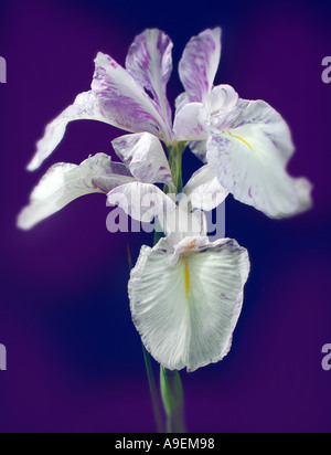 COMMON NAME Iris LATIN NAME Iris Stock Photo - Alamy