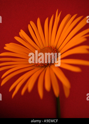 COMMON NAME Daisy LATIN NAME Daisy Stock Photo - Alamy