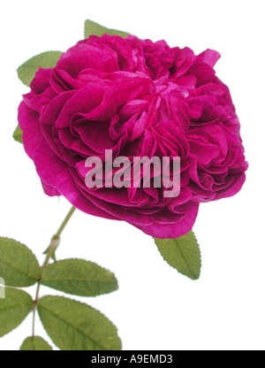 COMMON NAME Roses LATIN NAME Rosa Stock Photo - Alamy