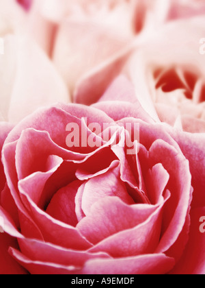 COMMON NAME: Roses LATIN NAME: Rosa Stock Photo - Alamy