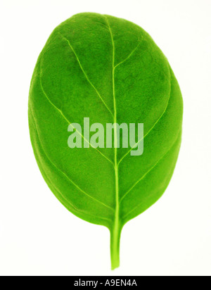 COMMON NAME: Basil LATIN NAME: Ocimum basilicum Stock Photo - Alamy
