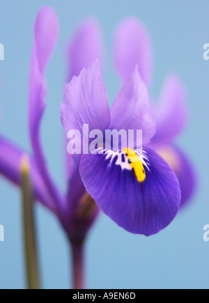 COMMON NAME Iris LATIN NAME Iris iridaceae Stock Photo - Alamy