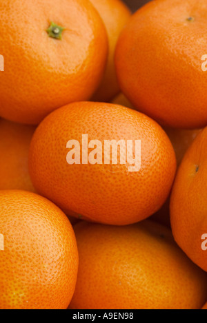 COMMON NAME: Orange LATIN NAME: Citrus sinensis Stock Photo - Alamy