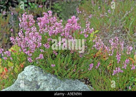 Scots Heather, Ling (Calluna vulgaris), variety: Aphrodite, flowering ...