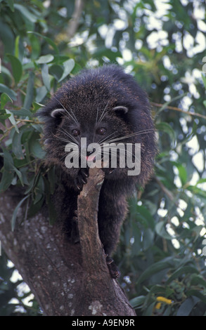 Binturong, Palawan Bearcat, Malay Civet Cat, Asian Bearcat (Arctictis ...