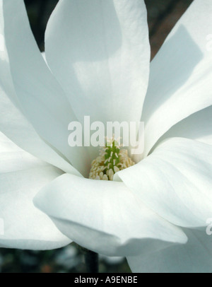 COMMON NAME Star magnolia LATIN NAME Magnolia stellata Stock Photo - Alamy