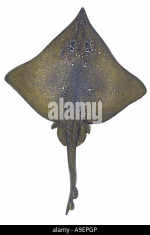 COMMON SKATE. Blue skate, Dipturus flossada. COUCH, antique print 1862 ...