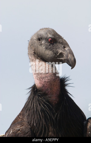 CALIFORNIA CONDOR (GYMNOGYPS CALIFORNIANUS) JUVENILE CONDORS IN THE ...