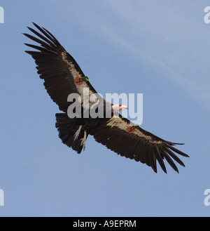 California Condor in Flight Stock Photo - Alamy