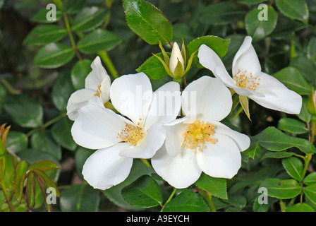 Rose (Rosa cultivar), variety: Escimo, flowering Stock Photo - Alamy