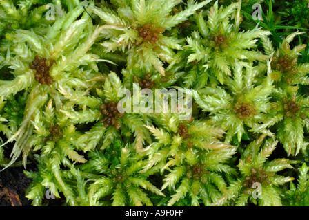 Peat Moss (Sphagnum recurvum) seen from above Stock Photo - Alamy