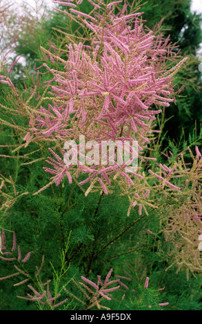 Tamarix ramosissima, syn. T. pentandra., tamarisk, pink flowers, small ...