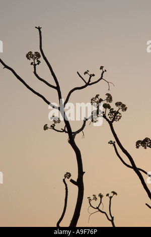Tungabhadra River and ancient temples at sunset in Hampi, India Stock ...