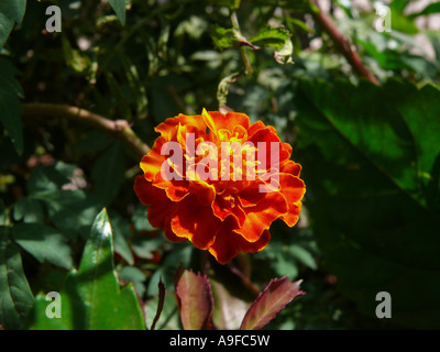 Marigold flower, Calendula officinalis (LINN Stock Photo - Alamy