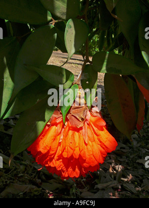 Brownea grandiceps flower, family: Caesalpiniaceae (Leguminosae ...