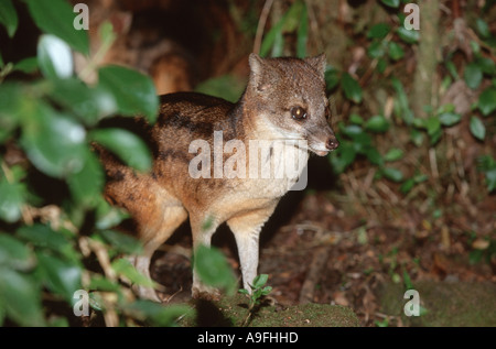 spotted Malagasy civet, spotted fanaloka, spotted fanalouc, fanaloka ...