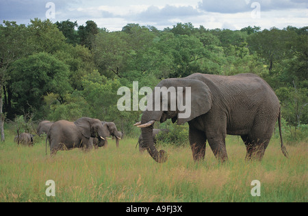 Elephants in Mala Mala Game Reserve, South Africa Stock Photo - Alamy