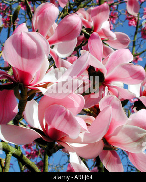 COMMON NAME: Magnolia LATIN NAME: Magnolia soulangeana Stock Photo - Alamy