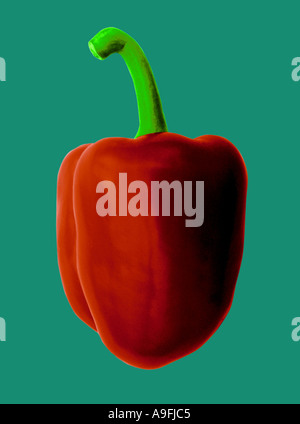 COMMON NAME Red pepper LATIN NAME Capsicum annuum Stock Photo - Alamy