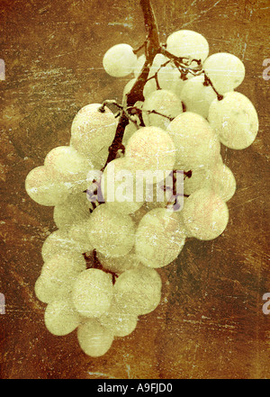 COMMON NAME: Grapes LATIN NAME: Vitus vinifera Stock Photo - Alamy