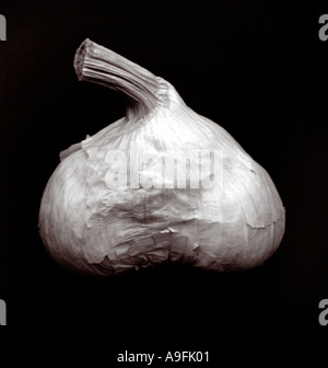 bulb of garlic latin name allium sativum on dark brown background Stock ...